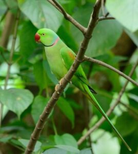 Alexandrine Parakeet: Overview, Characteristics and Care - Avian HQ