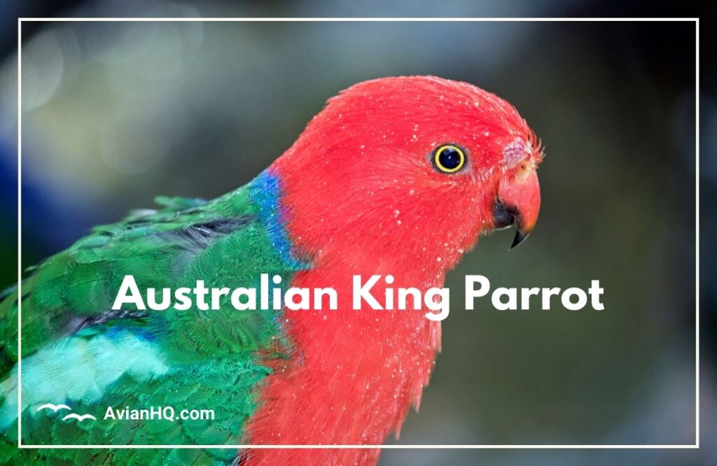 Australian King Parrot (Alisterus scapularis) - Avian HQ