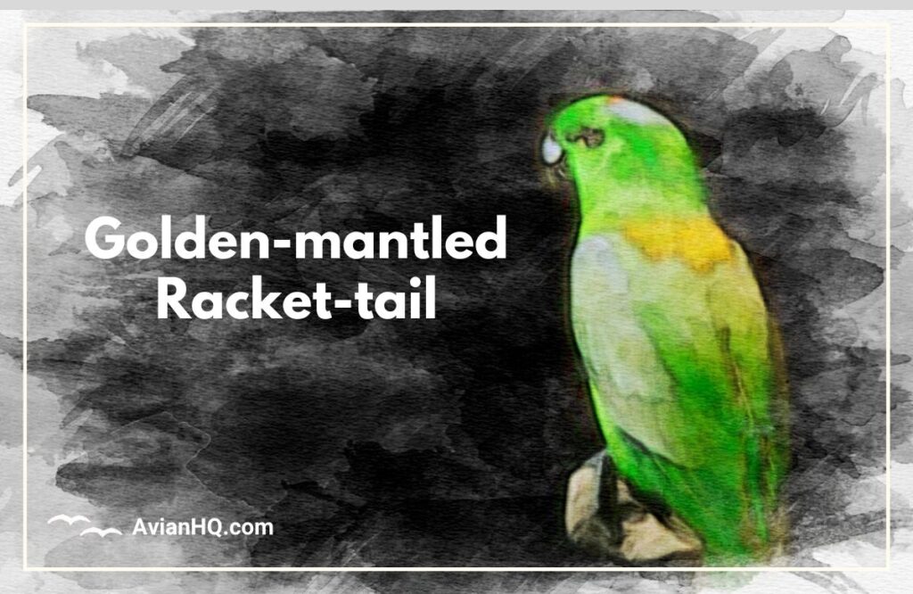 Golden-mantled Racket-tail (Prioniturus platurus) - Avian HQ