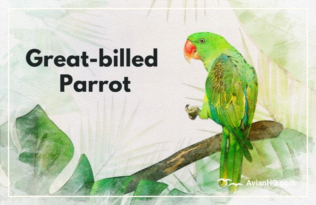 An In-Depth Guide to the Parrot Family Psittaculidae - Avian HQ