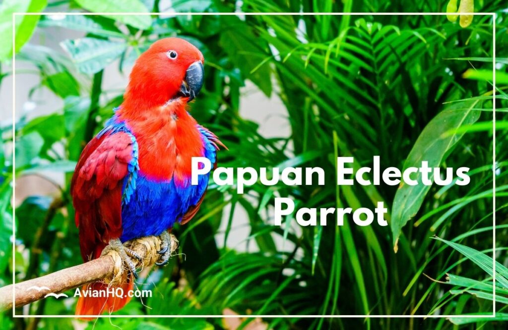 Papuan Eclectus Parrot (Eclectus polychloros) - Avian HQ