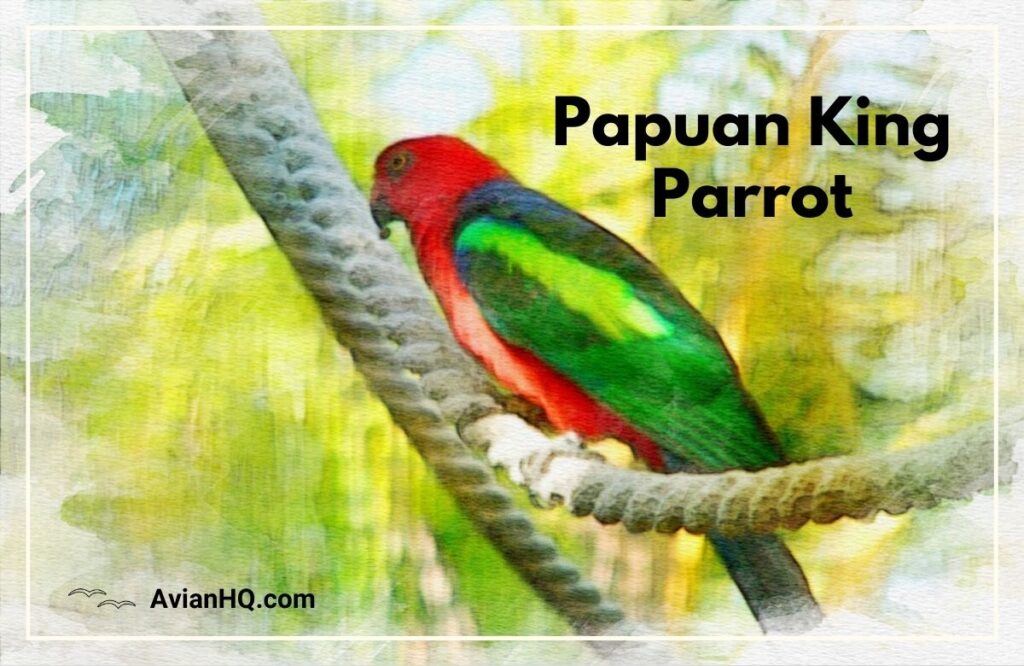 Papuan King Parrot (Alisterus chloropterus) - Avian HQ