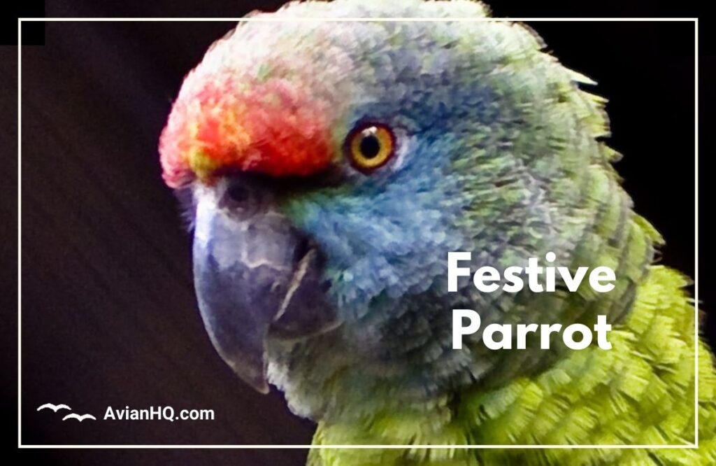 St. Vincent Parrot (Amazona guildingii) - Avian HQ