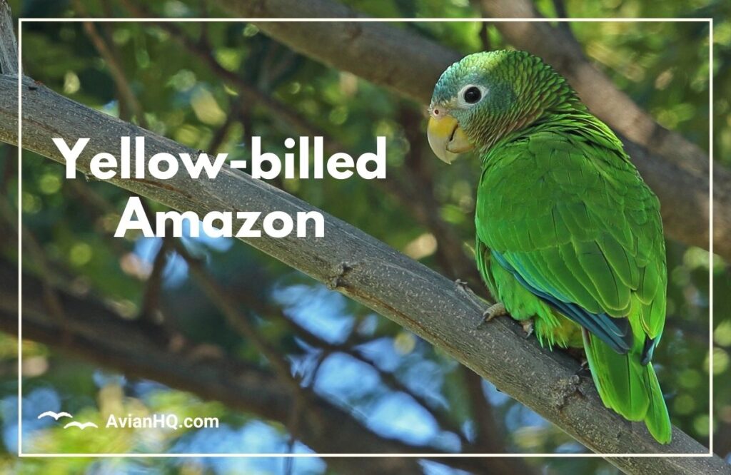 White-fronted Parrot (Amazona albifrons) - Avian HQ