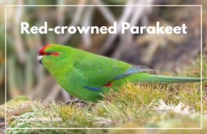Red-crowned Parakeet (Cyanoramphus novaezelandiae) - Avian HQ